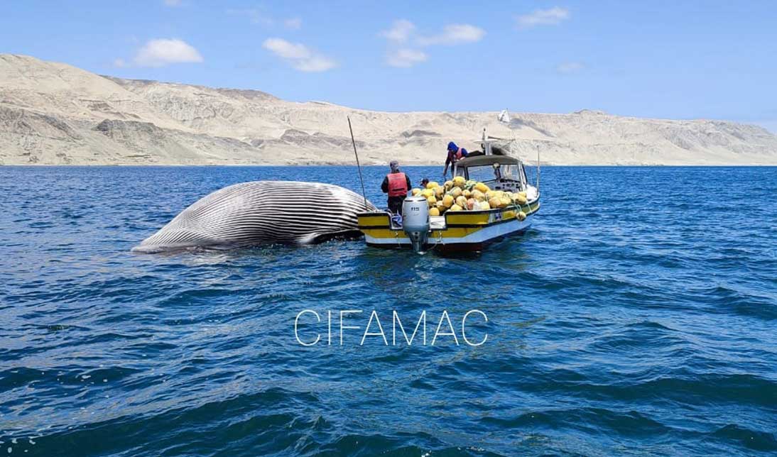 Otra vez: encuentran una ballena azul muerta en Mejillones - Timeline.cl
