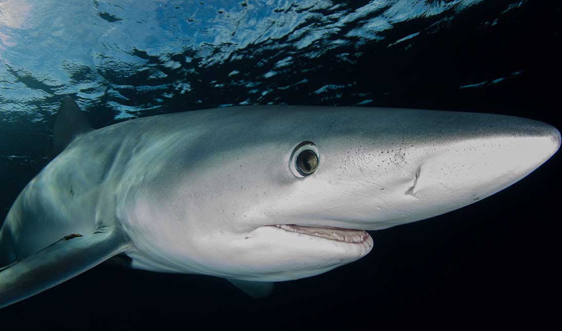 Investigador de la UA lidera proyecto para proteger tiburones en riesgo ...
