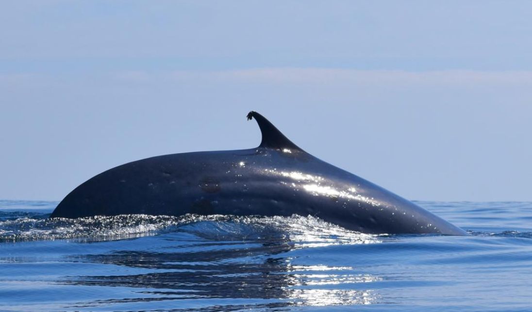 Desarrollan primer catálogo de foto identificación de ballenas de aleta ...