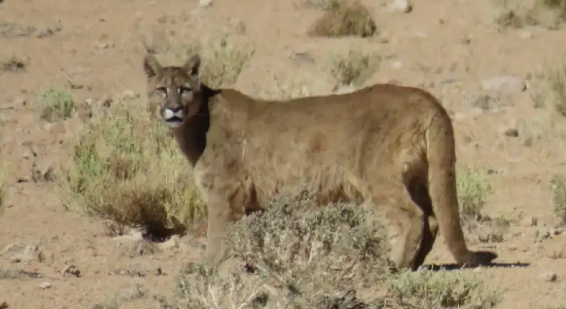 Reportan nuevos ataques de pumas al ganado en poblados de la región de ...