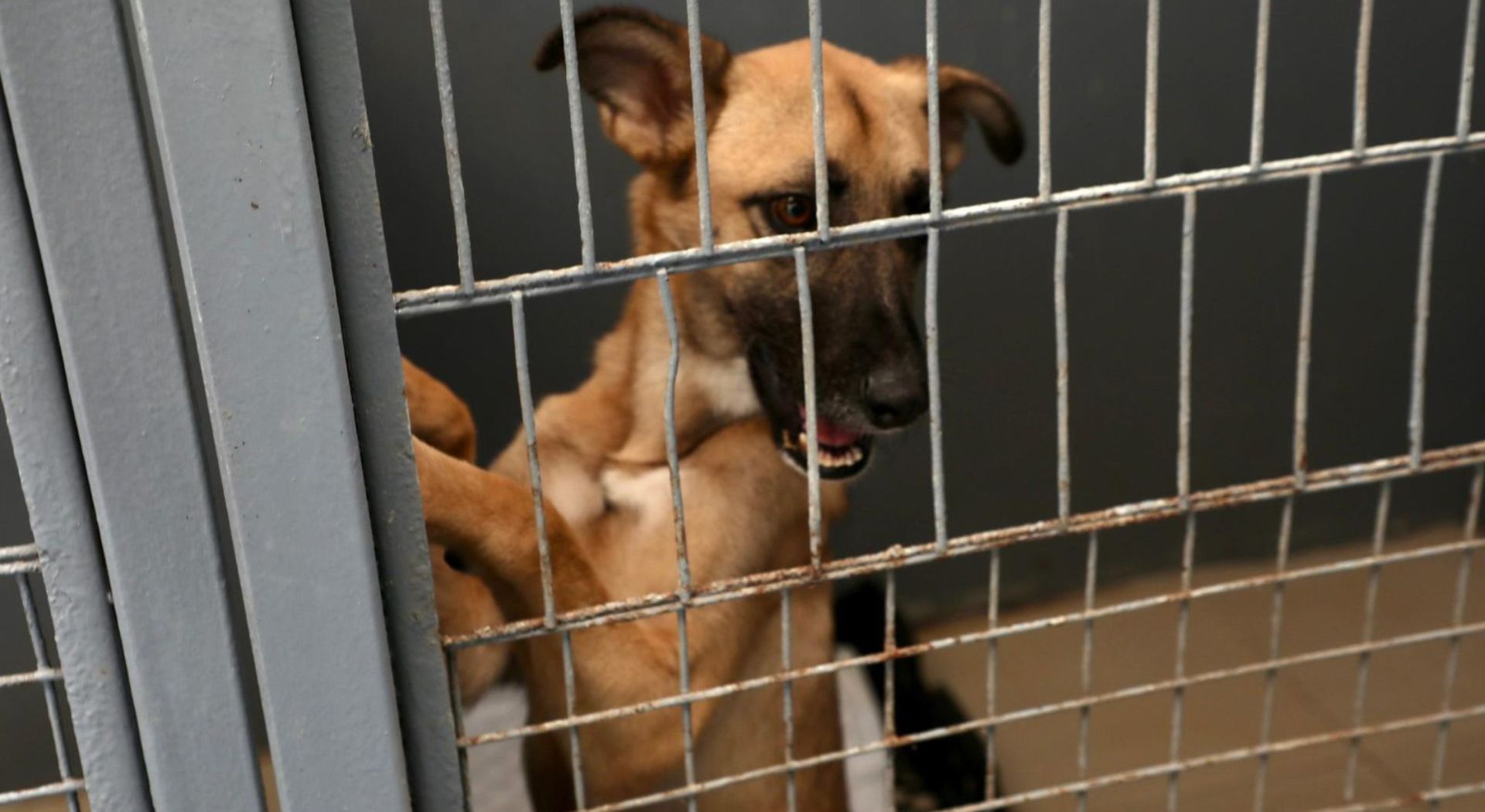 Aprueban traspaso de $406 millones para reforzar servicios en el PET ...